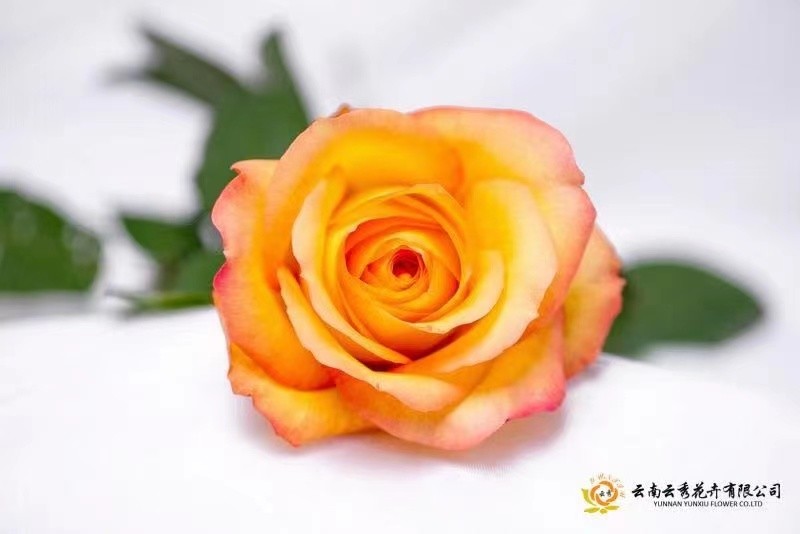 Fresh Flower Accurate Focusight Inspection Machine